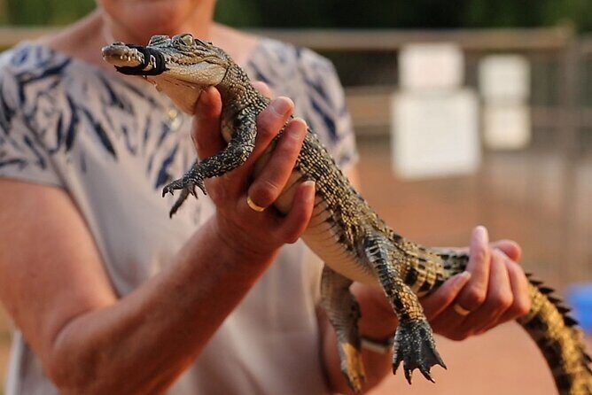 Malcolm Douglas Crocodile Park Tour Including Transportation - What the Reviews Say