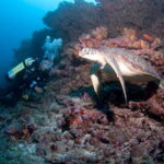Maldives: Discover Scuba Diving - What Is the Discover Scuba Diving Experience?