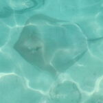 Malé: Two-Point Snorkelling Adventure - The Tuna Factory: An Open-Aquarium Experience