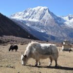 Manaslu Tsum Valley Trekking - Days 7-8: Entering Tsum Valley – Lokpa to Chumling