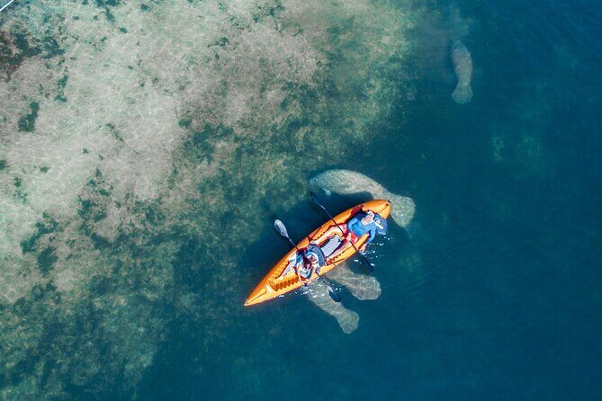 Manatee Kayak Encounter - The Itinerary: What to Expect