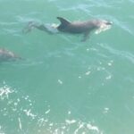 Mandurah Pirate Cruise - Setting Sail: What to Expect on the Mandurah Pirate Cruise