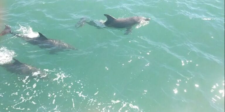 Mandurah Pirate Cruise - Setting Sail: What to Expect on the Mandurah Pirate Cruise