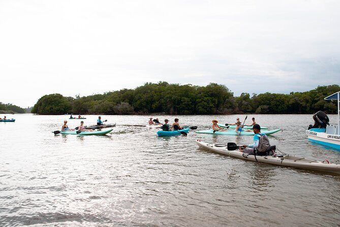 Mangrove Kayaking Tour - The Sum Up