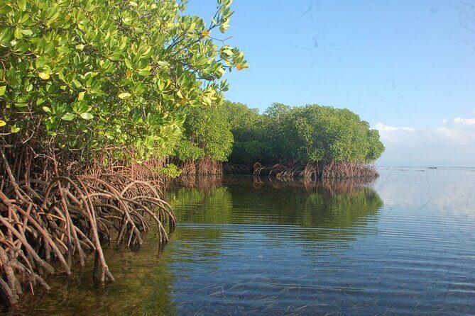 Mangrove Tour at Nusa Lembongan : Kayak, Paddle and Boat - The Value and Cost Considerations