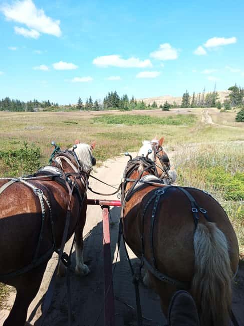 Manitoba: Horse-Drawn Wagon Ride in Spruce Woods Park - Exploring Manitoba’s Spirit Sands by Wagon: A Practical Overview