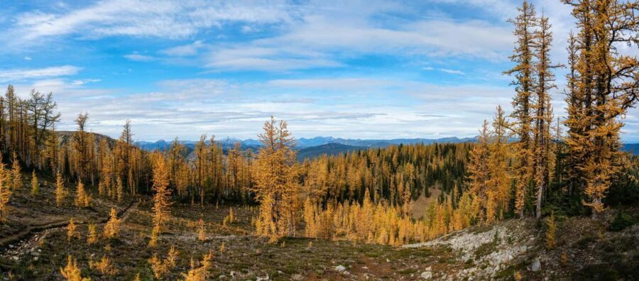 Manning Park: The Quest for the Golden Larch Tree - An In-Depth Look at the Manning Park Adventure