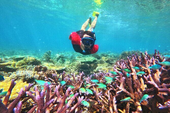 Mantaray Island Day Trip with Lunch - Final thoughts: Is this tour right for you?
