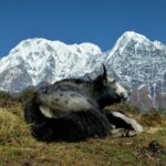 Mardi Himal and Khopra Ridge Private Guided Trek - What Travelers Say and Why It Matters