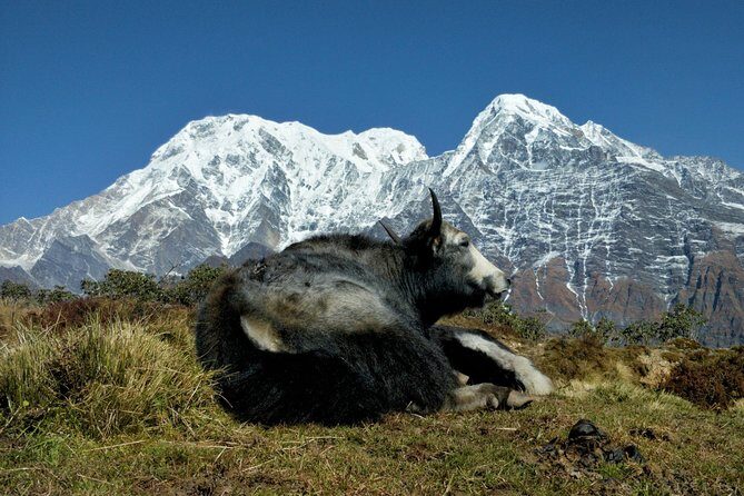 Mardi Himal and Khopra Ridge Private Guided Trek - What Travelers Say and Why It Matters
