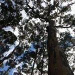 Margaret River and Busselton Jetty: Day Trip from Perth - Practical Aspects: Comfort, Timing, and Cost