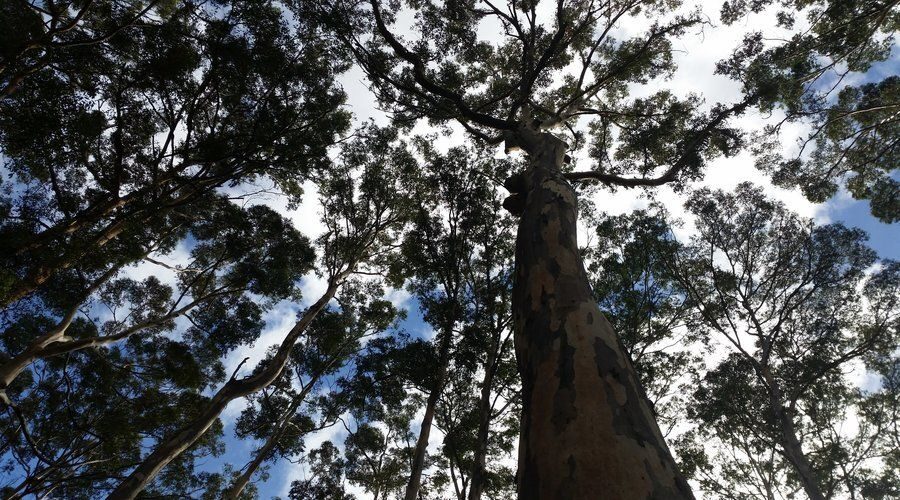 Margaret River and Busselton Jetty: Day Trip from Perth - Practical Aspects: Comfort, Timing, and Cost