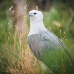 Margaret River: Birds of Prey Encounter and Forest Walk - What Makes This Tour Stand Out