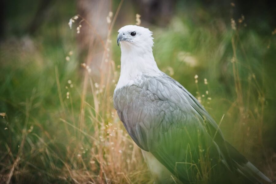 Margaret River: Birds of Prey Encounter and Forest Walk - What Makes This Tour Stand Out