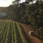 Margaret River Full-Day Wine, Local Produce & Nature Tour - Tasting the Region’s Best Wines