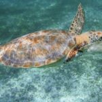 Marine Turtle Snorkeling Private Tour - What’s Included and What’s Not?