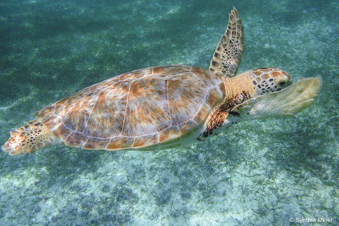 Marine Turtle Snorkeling Private Tour - What’s Included and What’s Not?