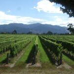 Marlborough Half-Day Wine Tour from Blenheim - The Value of This Tour