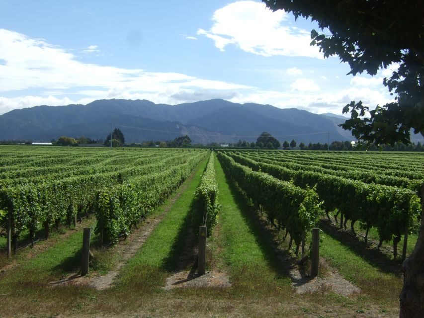 Marlborough Half-Day Wine Tour from Blenheim - The Value of This Tour