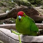 Marlborough Sounds Day Visit to Lochmara - Final Thoughts on Value and Experience