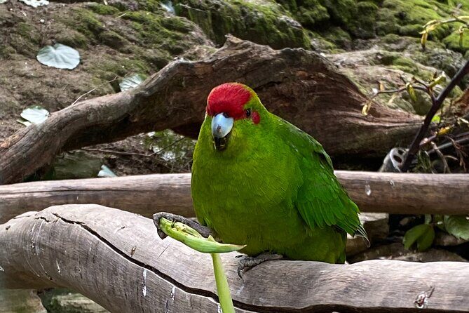 Marlborough Sounds Day Visit to Lochmara - Final Thoughts on Value and Experience