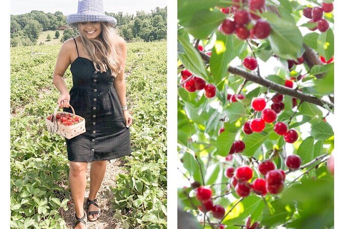 Mattituck Bike Wine Country and Fruit Orchard Tour - The Sum Up: Who Will Love This Tour?