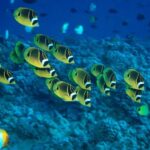 Maui Beach / Shoreline Snorkel - The Itinerary & Experience Breakdown