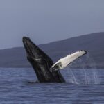Maui: Deluxe Whale Watch Sail & Lunch from Ma`alaea Harbor - What Makes This Tour Stand Out