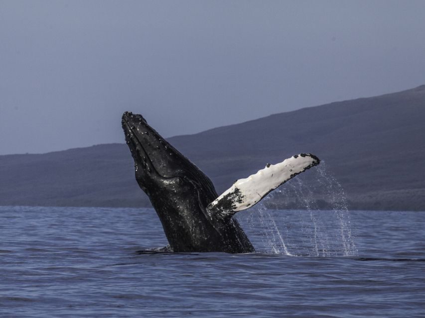 Maui: Deluxe Whale Watch Sail & Lunch from Ma`alaea Harbor - What Makes This Tour Stand Out