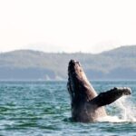 Maui: Luxury Catamaran Whale Watch & Sail - The Itinerary and What to Expect