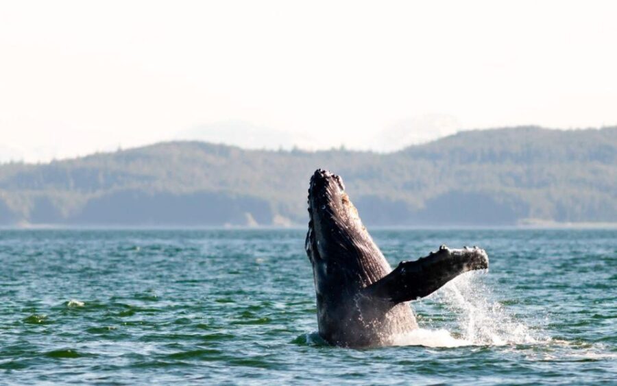 Maui: Luxury Catamaran Whale Watch & Sail - The Itinerary and What to Expect