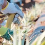 Maui: Pineapple Planting Experience - What to Expect: Diving into Maui’s Pineapple World