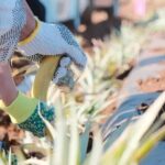 Maui Pineapple Planting Experience - The Practical Side: Price, Duration, and Group Size