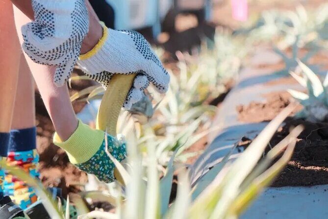 Maui Pineapple Planting Experience - The Practical Side: Price, Duration, and Group Size