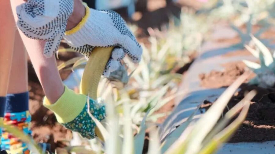 Maui: Pineapple Planting Experience - What to Expect: Diving into Maui’s Pineapple World