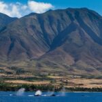 Maui Premium Sunset Dinner Cruise & Whale Watch - Authentic Experiences and Real Insights