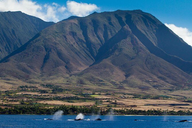Maui Premium Sunset Dinner Cruise & Whale Watch - Authentic Experiences and Real Insights