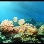 Maui: Snorkel Tour to Coral Gardens - Final Thoughts: Is This Tour Right for You?