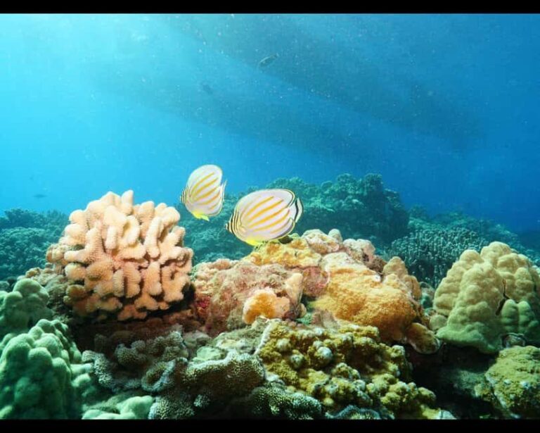 Maui: Snorkel Tour to Coral Gardens - Final Thoughts: Is This Tour Right for You?