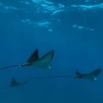 Maui: Snorkel with Turtles and Picnic Tour - Who This Tour Is Best For