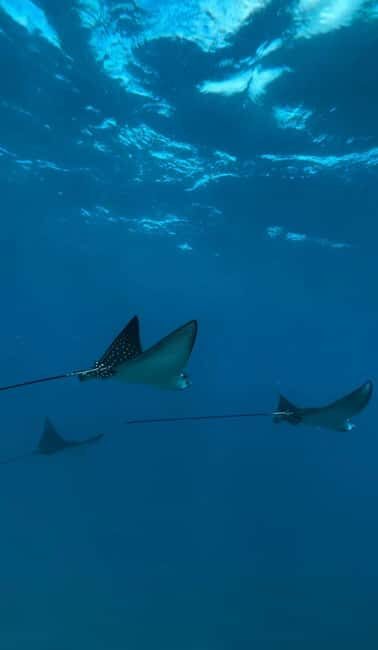 Maui: Snorkel with Turtles and Picnic Tour - Who This Tour Is Best For