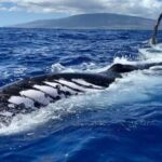 Maui: Sunrise Whale Watch - An In-Depth Look at the Maui Sunrise Whale Watch