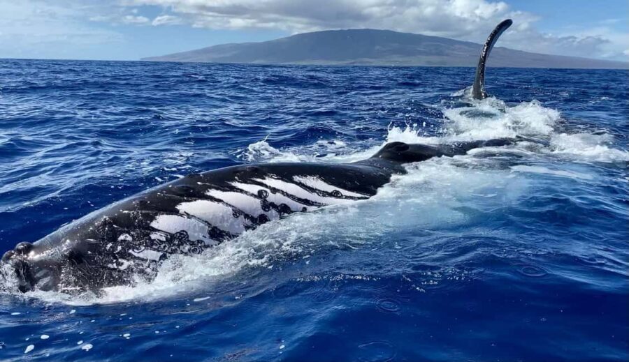 Maui: Sunrise Whale Watch - An In-Depth Look at the Maui Sunrise Whale Watch