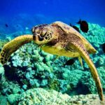 Maui: Turtle Town Snorkeling Tour with a Marine Biologist - The Value of This Experience