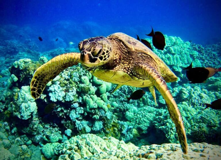 Maui: Turtle Town Snorkeling Tour with a Marine Biologist - The Value of This Experience