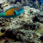 Maui: West Side Discovery Kayak & Snorkel from UKUMEHAME - The Itinerary: What’s Included and What to Expect