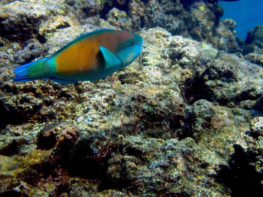 Maui: West Side Discovery Kayak & Snorkel from UKUMEHAME - The Itinerary: What’s Included and What to Expect