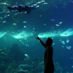 Mazatlan: Grand Aquarium Ticket and City Sightseeing Tour - The Aquarium Experience