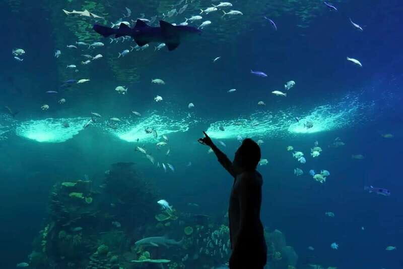 Mazatlan: Grand Aquarium Ticket and City Sightseeing Tour - The Aquarium Experience