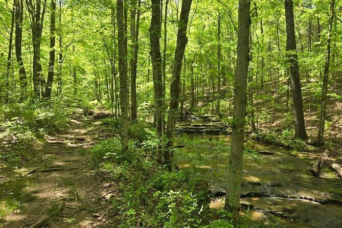 Meditative, Forest Bathing Hike followed by Yoga on the Deck - The Trails and Surroundings